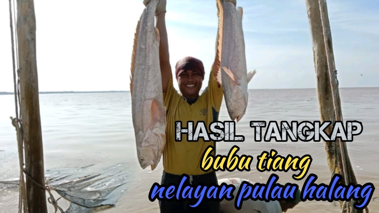 HASIL TANGKAP BUBU TIANG NELAYAN PULAU HALANG - YouTube