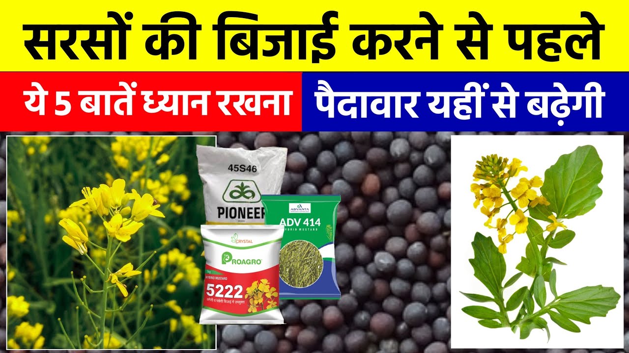सरसों की बिजाई करते समय ये 5 बातें ध्यान रखना | पैदावार यहीं से बढ़ेगी ...
