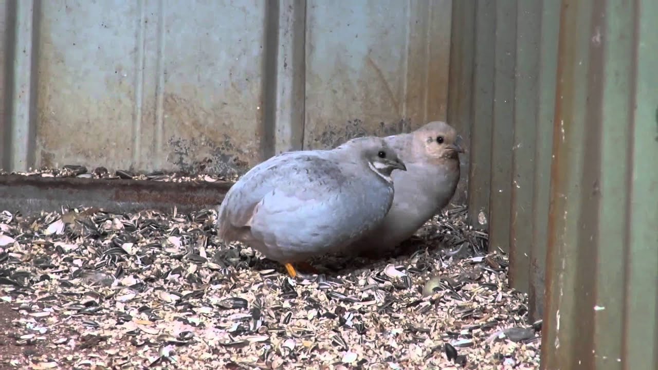 King Quail - Silver Pair | BirdSpyAus - YouTube