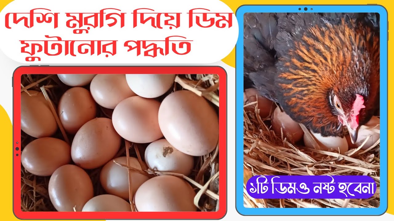 Method of hatching eggs with chickens।। J Krishi Tv - YouTube