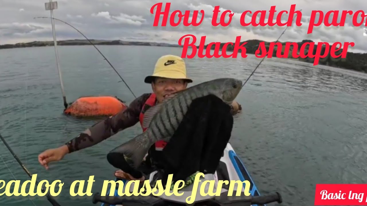 how to cach parore known as black snnaper in new zealand#seadoo# ...