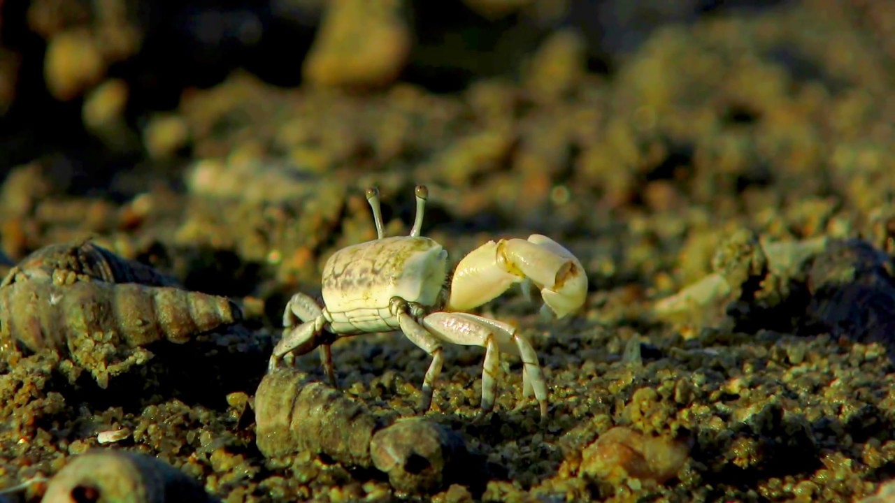 ハクセンシオマネキ（Uca lactea） ウェービング - YouTube