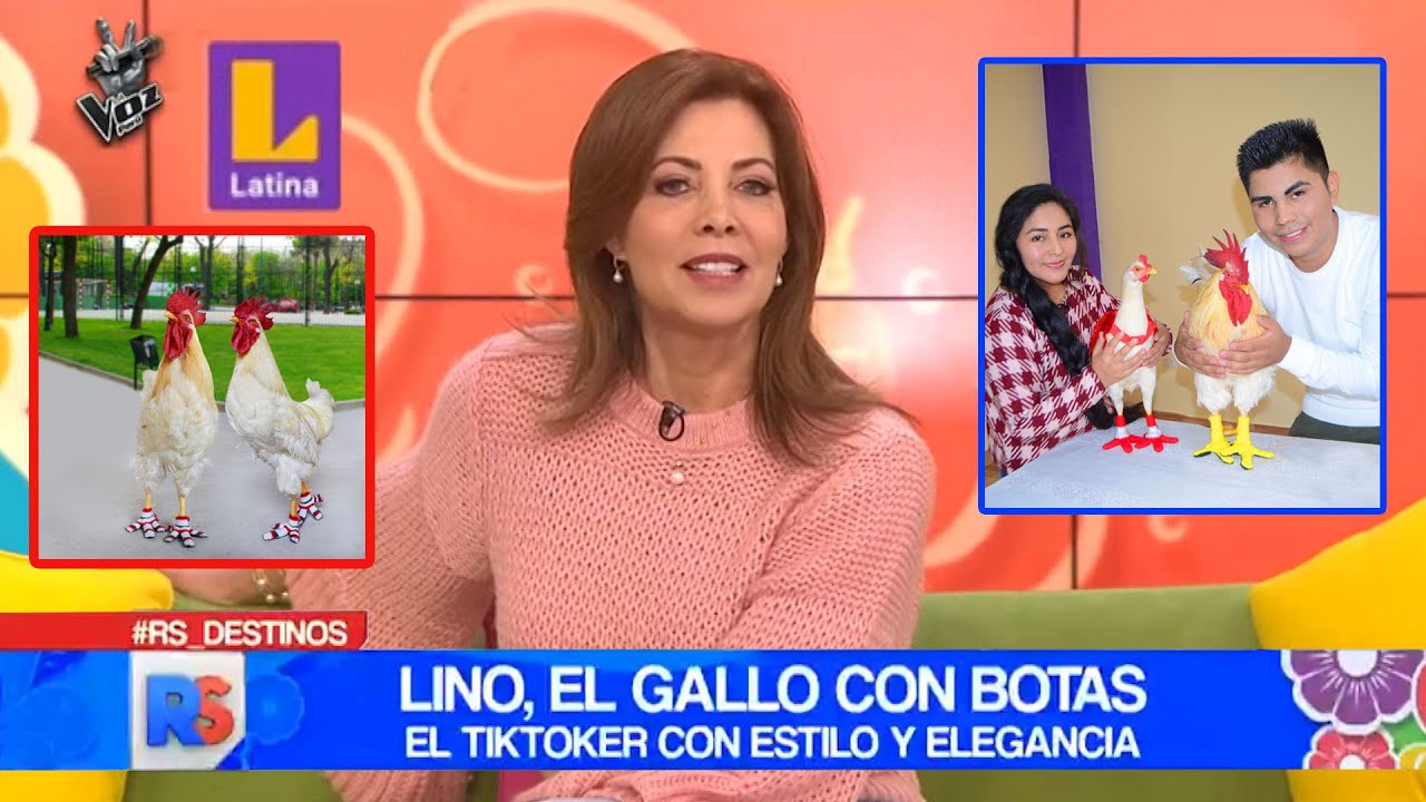 😍 𝗘𝗻𝘁𝗿𝗲𝘃𝗶𝘀𝘁𝗮 𝗱𝗲 𝗟𝗶𝗻𝗼 𝗘𝗹 𝗚𝗮𝗹𝗹𝗼 𝗖𝗼𝗻 𝗕𝗼𝘁𝗮𝘀 𝗟𝗮𝘁𝗶𝗻𝗮 𝗧𝗩 🐓 - YouTube