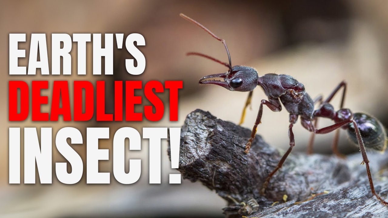 These Insects Can Kill You With A Sting! | Deadliest Ants! - YouTube
