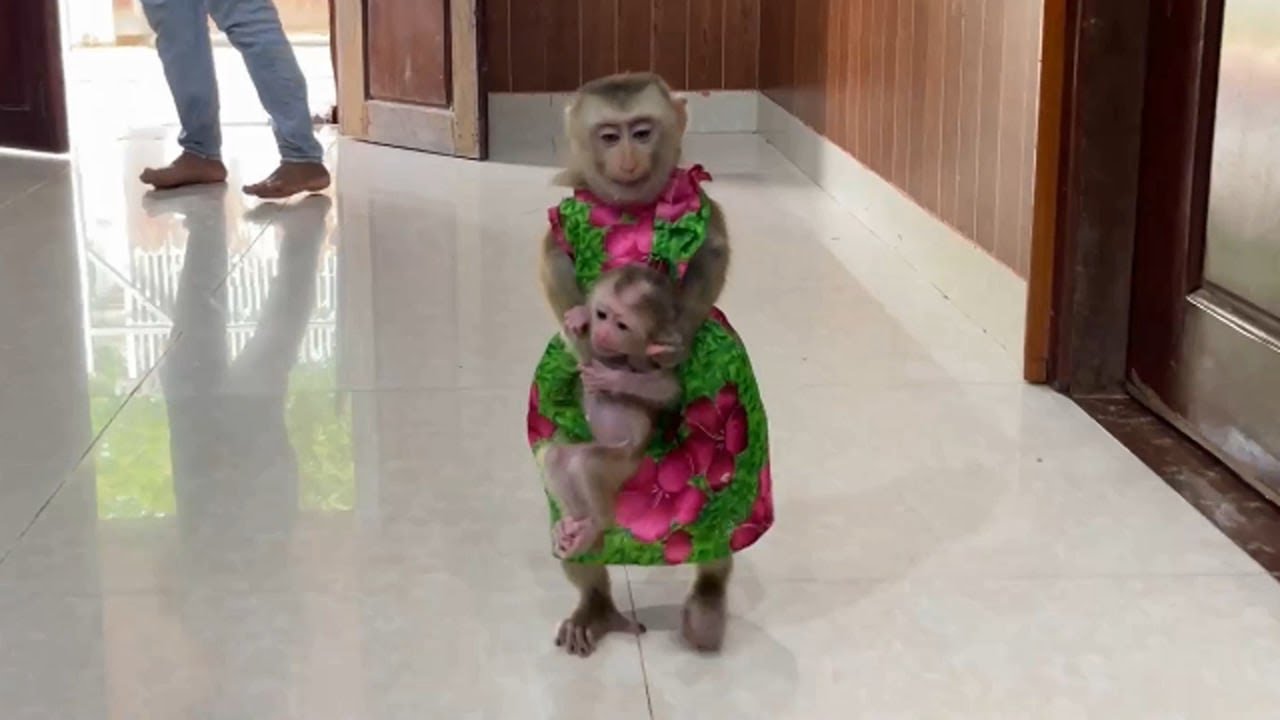 Milk Make Marry Rush To Bring A Tong Back Home - YouTube