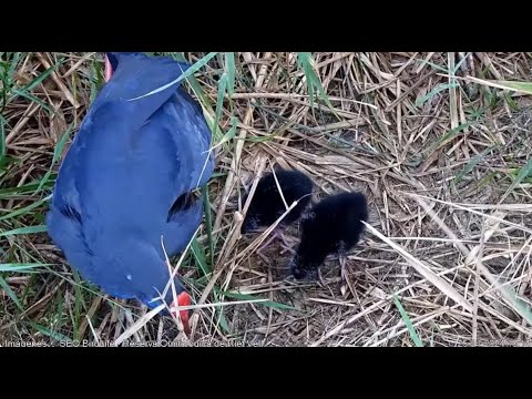 Birds of the Riet Vell Ornithological Reserve, Ebro Delta, Catalonia ...