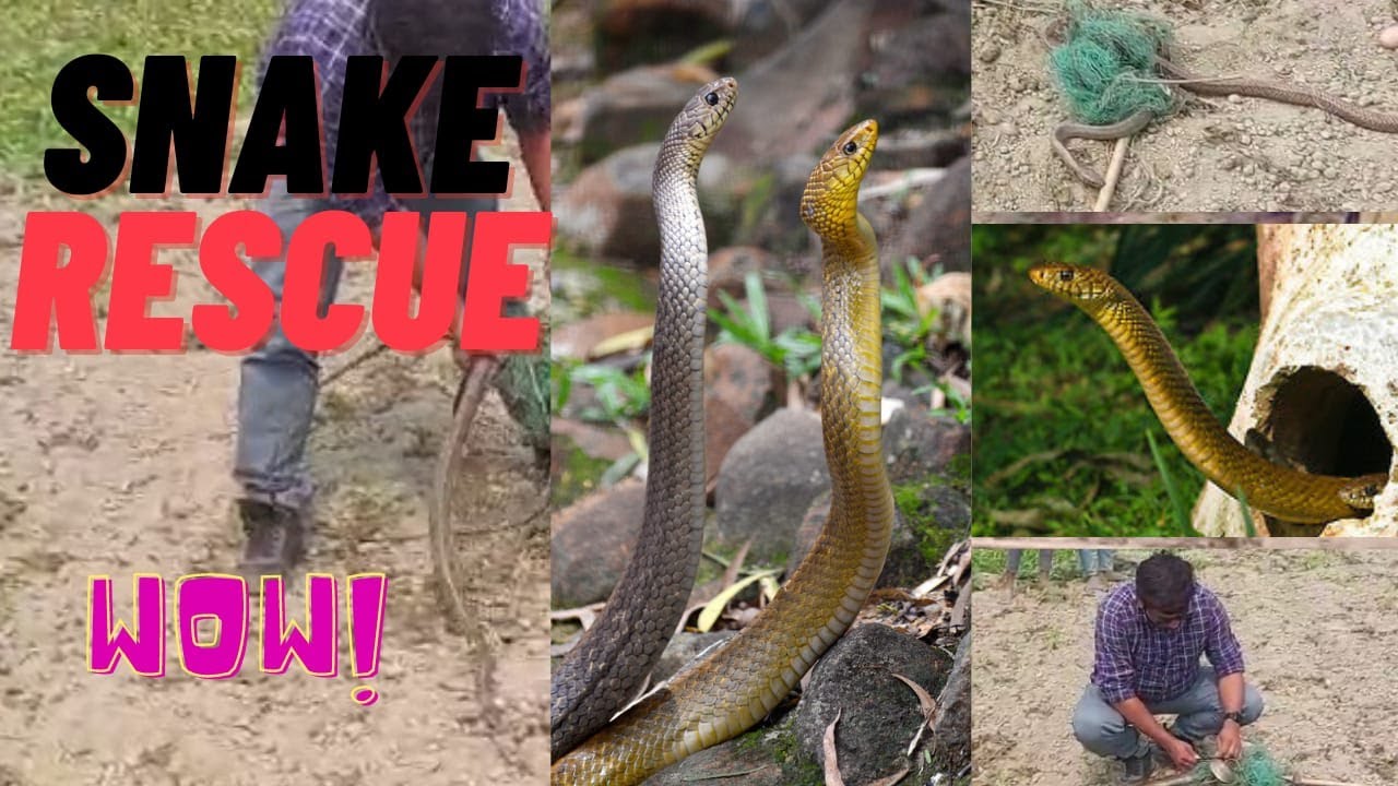 জালে আটকে থাকা সাপ কি করে উদ্ধার করা হলো দেখুন ।। See how the snake ...