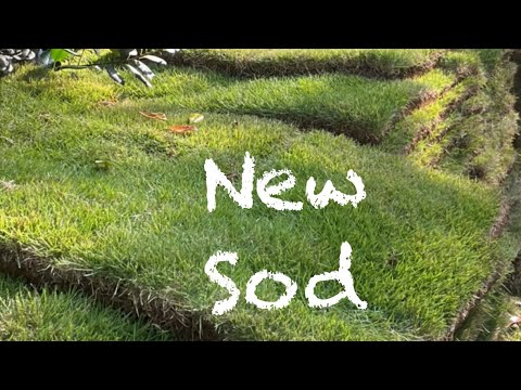 MEGA SOD rolls installed FAST #landscape #grass #sod - YouTube