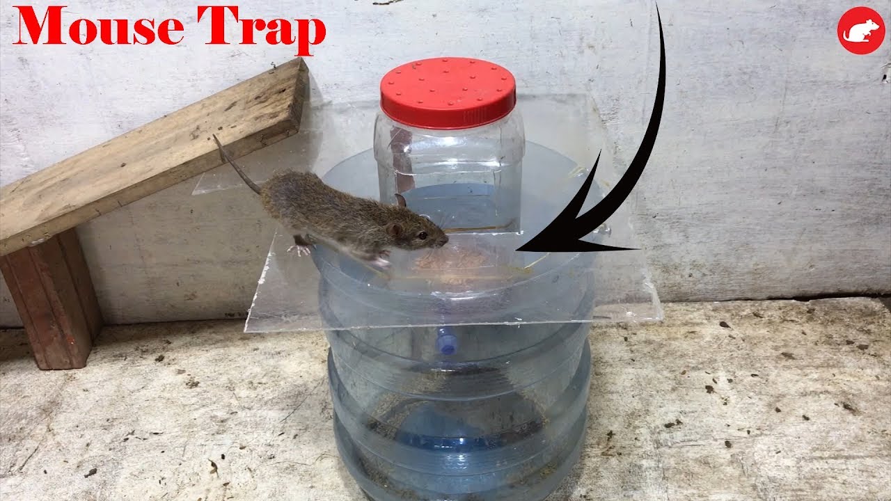 Water Bottle Mouse Trap Best Idea Trap Easy Saving Rat How To Make A