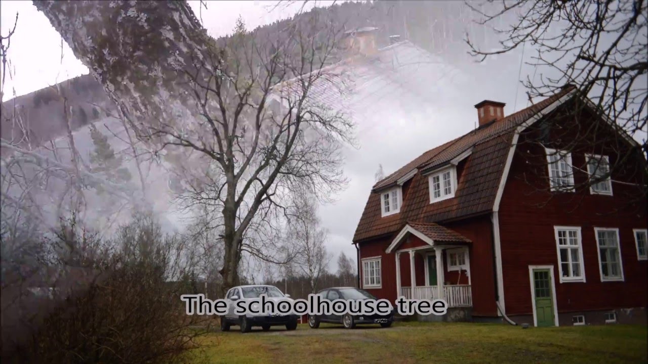 The schoolhouse tree takedown! Climbing and felling - YouTube
