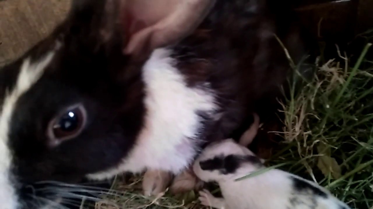 Baby Rabbits feeding milk from their mother - YouTube