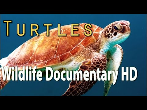 Turtles | Wildlife Documentary in Hindi | The Turtle Fact Video - YouTube