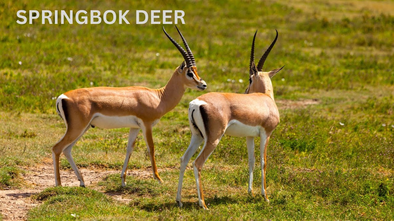 Springbok Deer in The Desert, South Africa - YouTube
