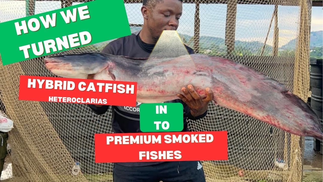 How we Turned Hybrid Catfish (Heteroclarias) into Premium Smoked Fishes ...
