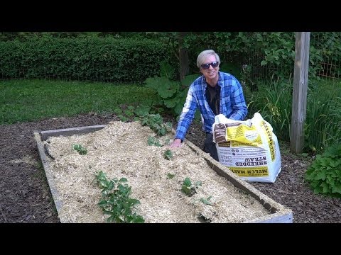 How to Hill Potatoes - YouTube