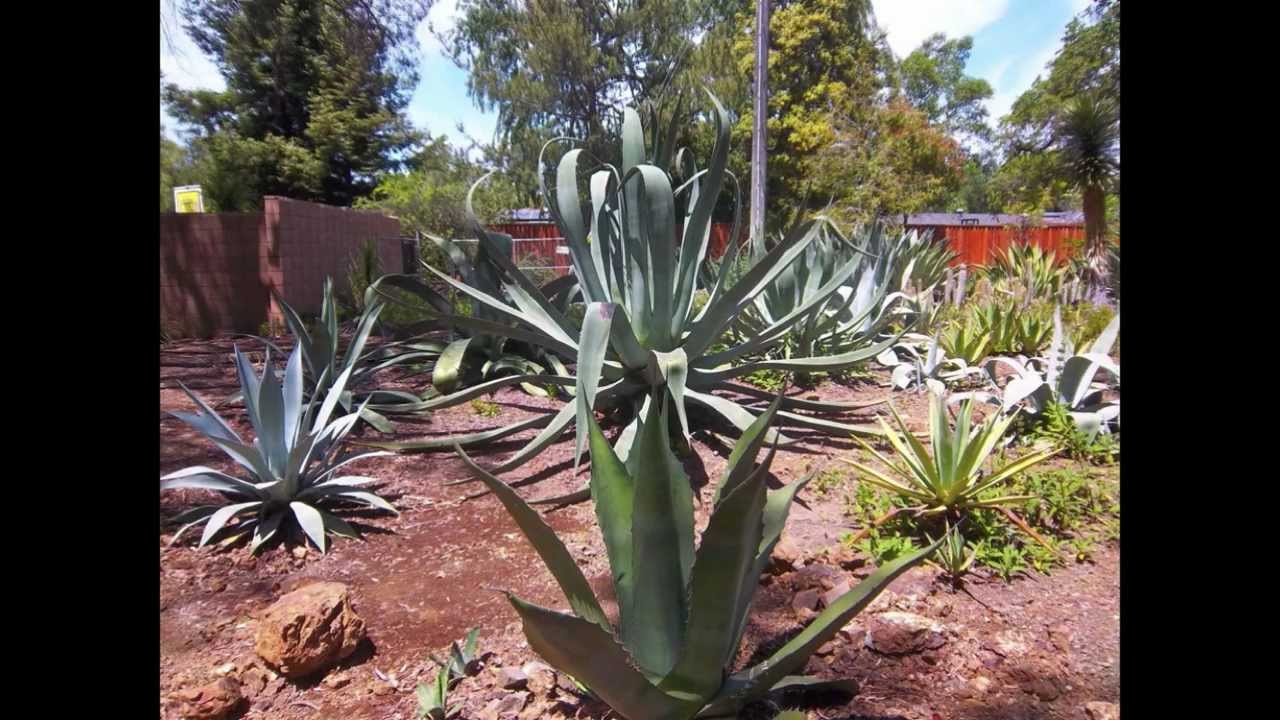 Ruth Bancroft Garden, Walnut Creek, CA Slideshow - YouTube