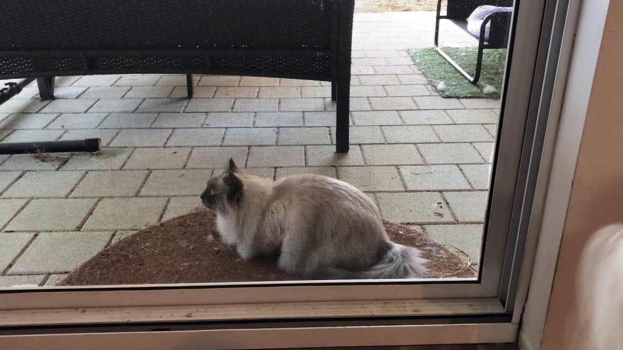 Cat chatting to birds 2 - YouTube