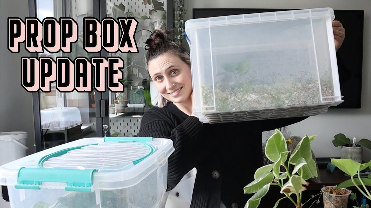 POTTING UP PROPS FROM THE PROP BOX | Chop, Prop & Swap Ep.5 - YouTube