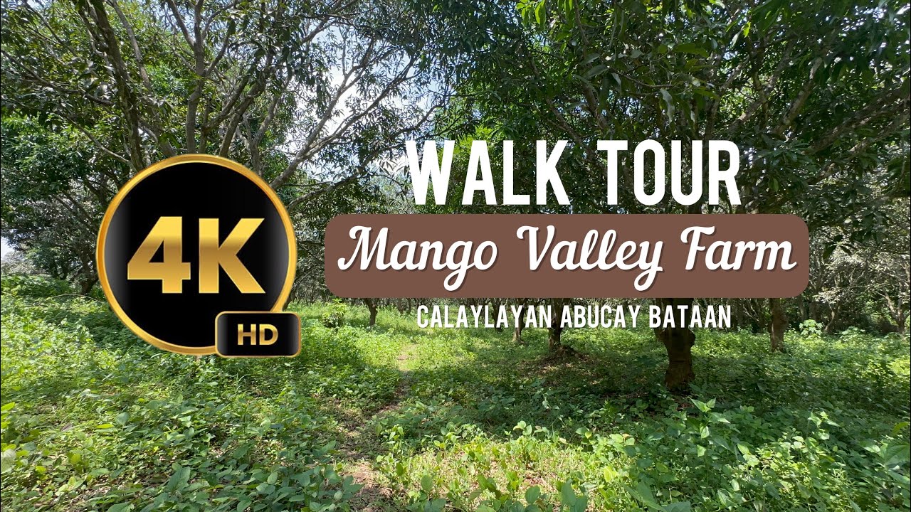 [4K] Mango Valley Farm | Sale Walk Tour | Calaylayan Abucay Bataan ...