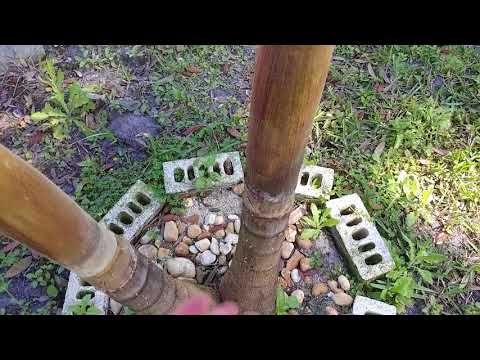 How To Tell Beetles In Palm