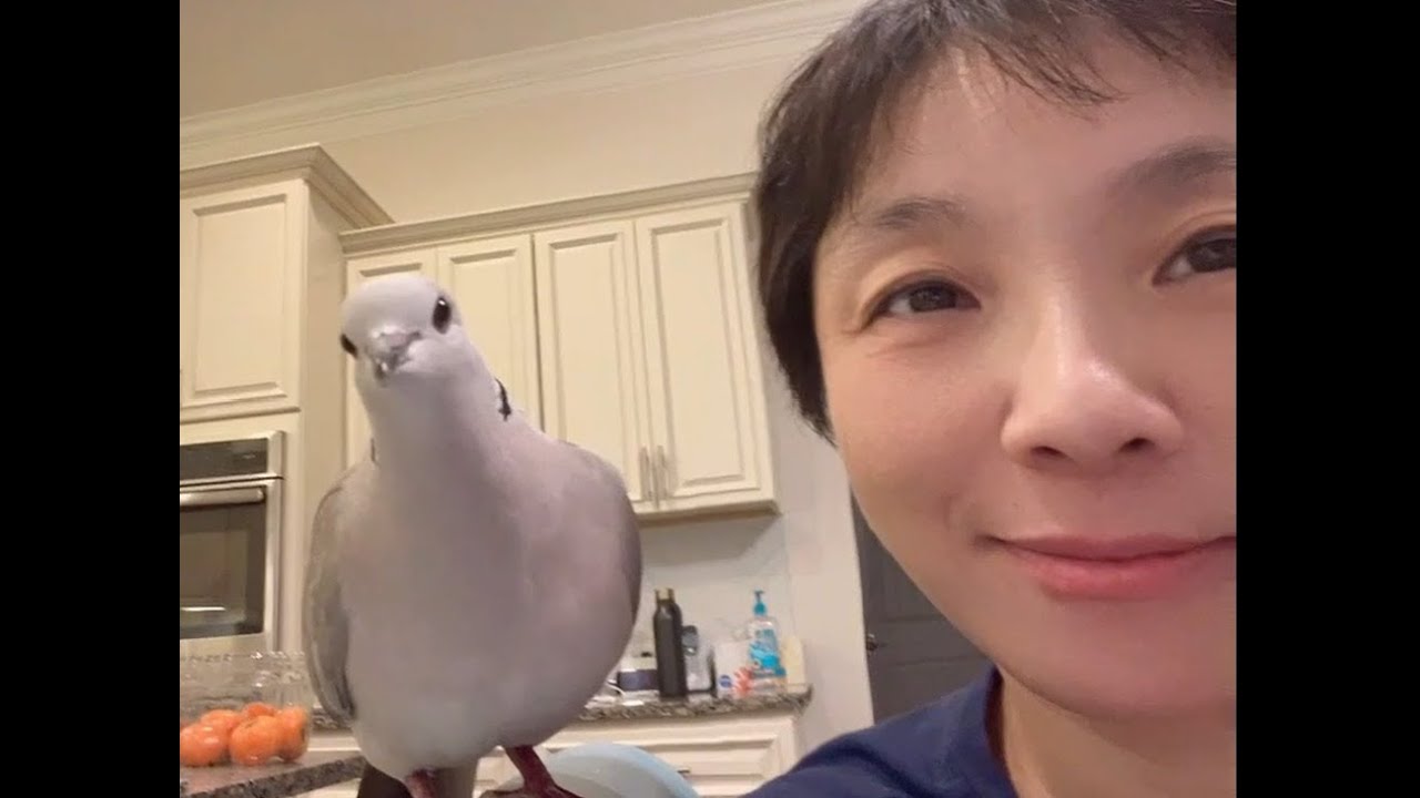 Ringneck dove Pretzel ep. 34 - wet Pretzel... - YouTube