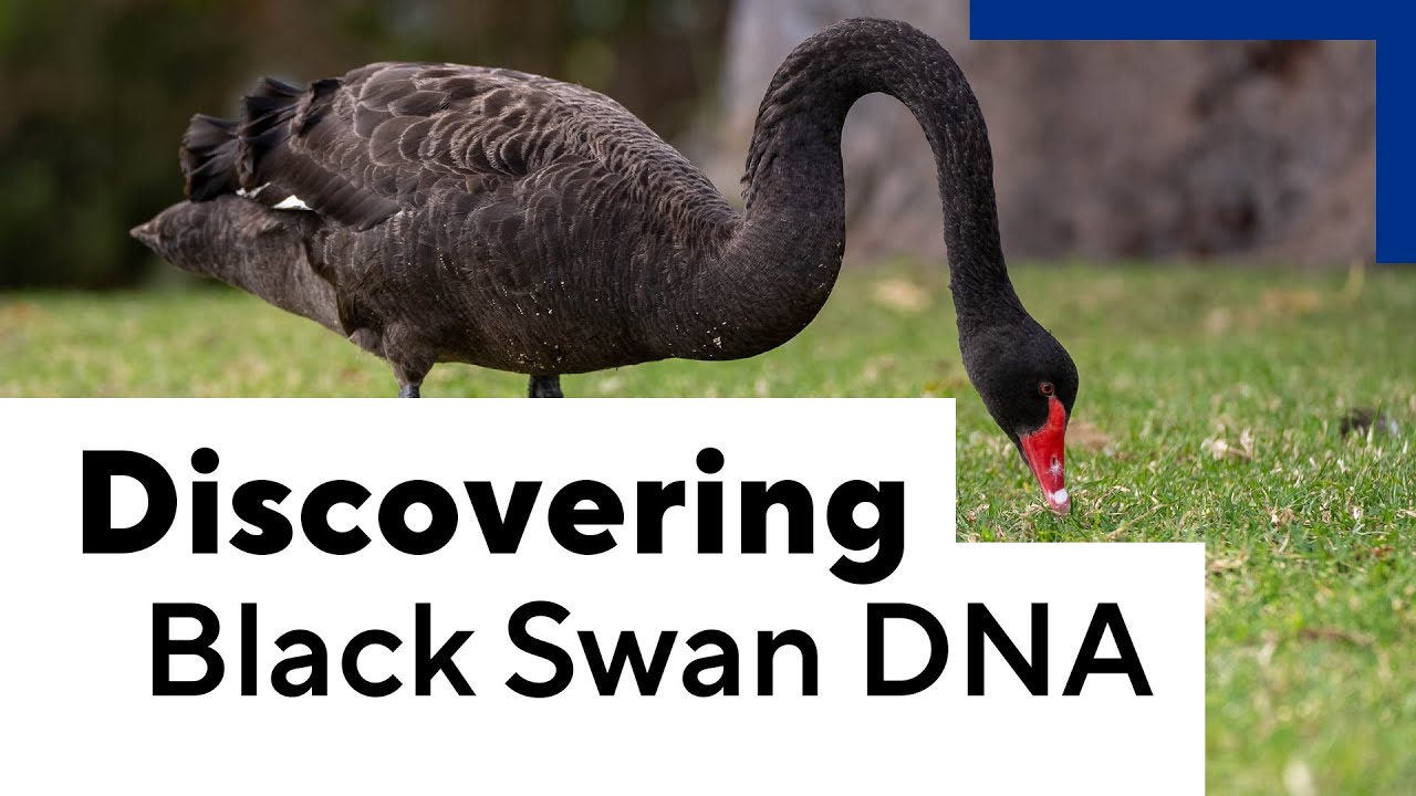 Black swan DNA could help us understand human response to bird flu ...