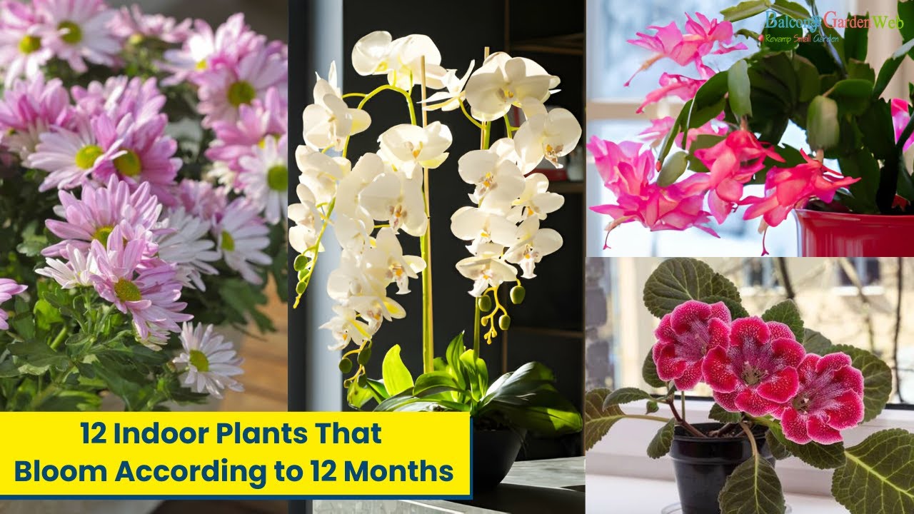 12 Indoor Plants That Bloom According to 12 Months - YouTube