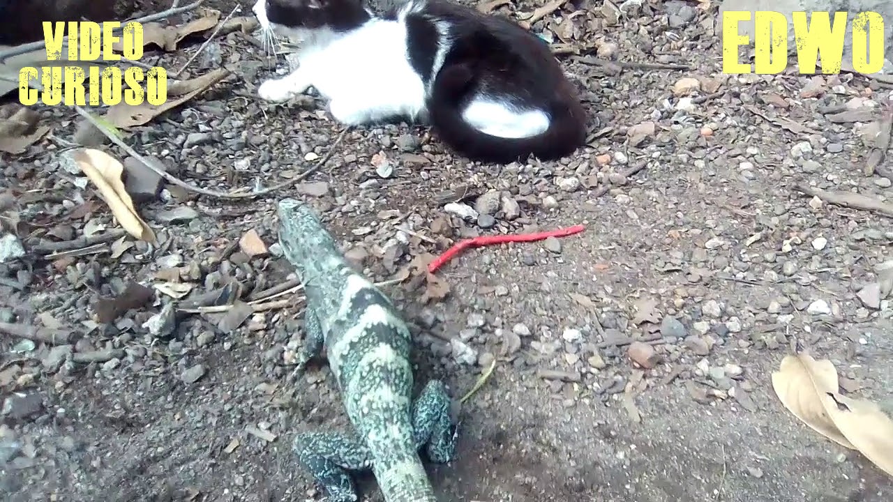 garrobo espantando a gato curioso - YouTube