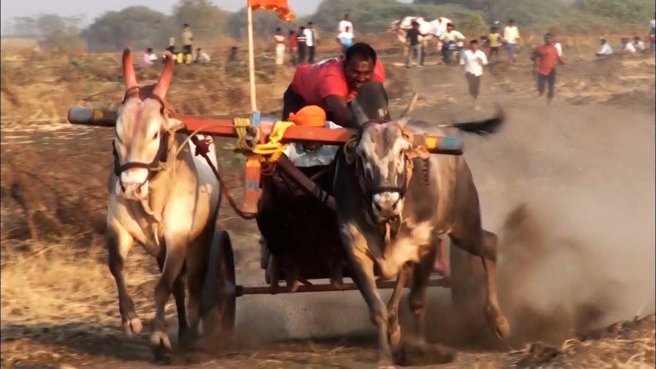 Khillar breed bulls of Manjunath Ingalagi - YouTube