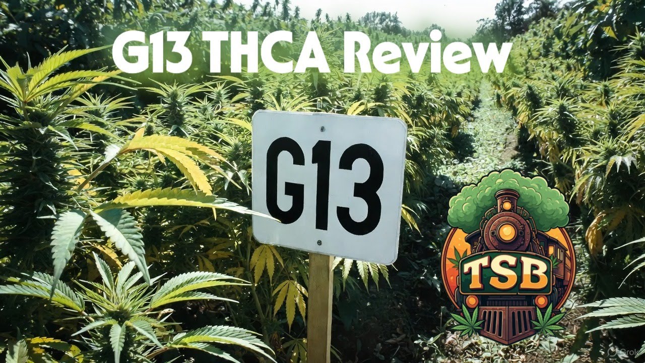 G13 THCA Review - TSB - THCA Small Buds - Chief Freedom's Hemp Reviews ...
