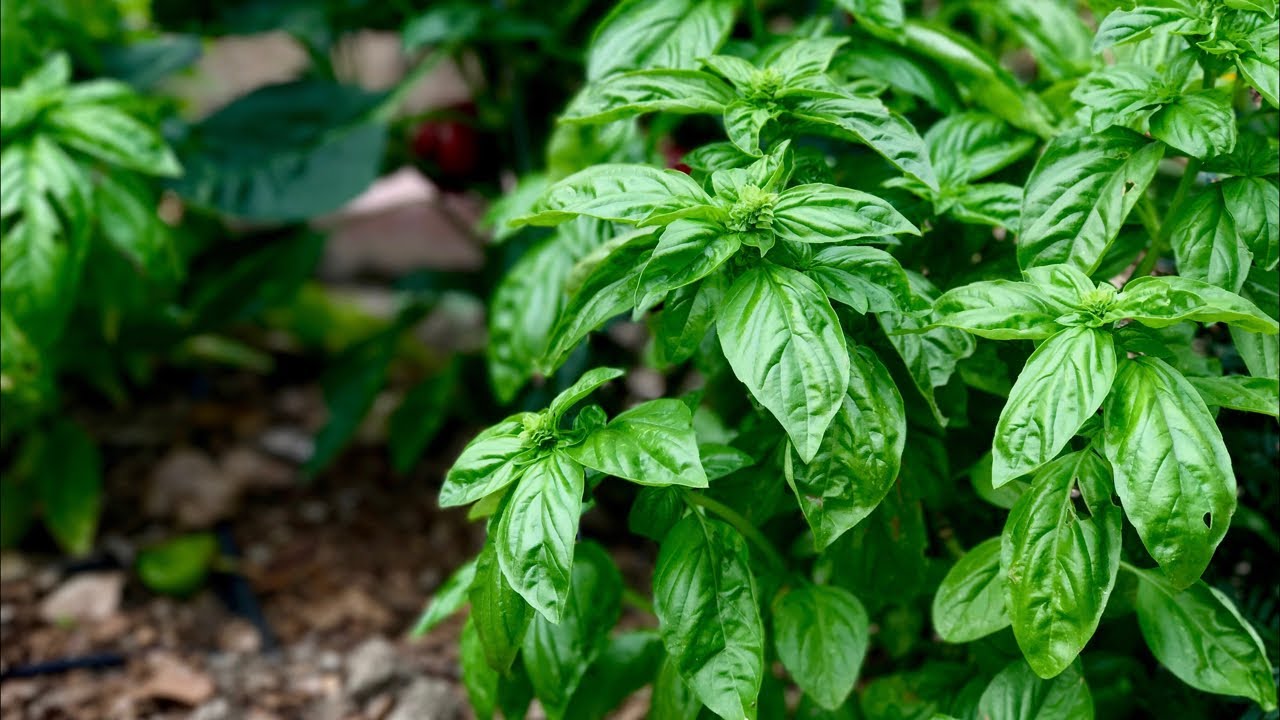 🍅 LIVE: 3 Basil Tips for an Endless Supply, Q & A (REPLAY) - YouTube