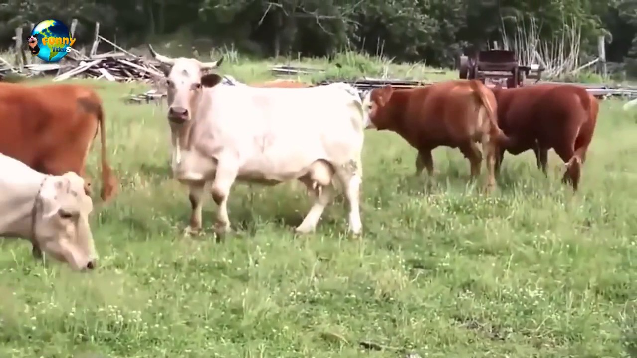 Best funny video 2017 Funny Farm Animal Fails Funny videos 2017 - YouTube