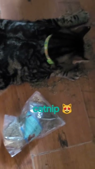 #catnip - YouTube
