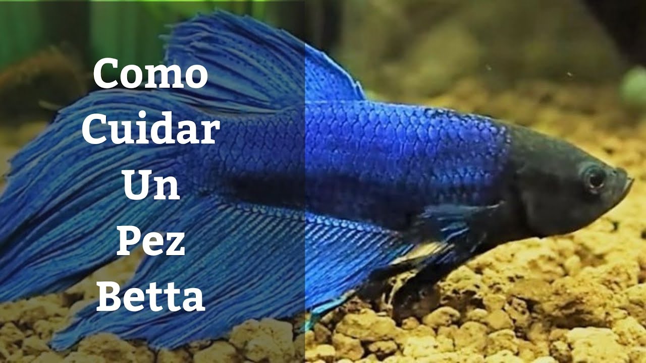 🔵 Parámetros Ideales Para Pez Betta,Como Cuidar Un Pez Betta 1x4 (Acuarios MB) - YouTube