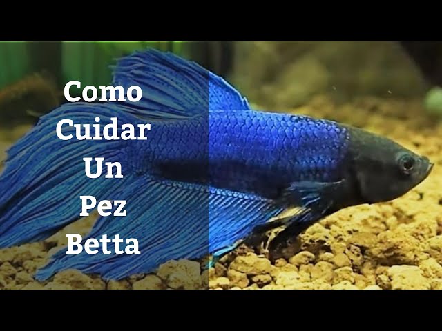 Pez Beta Cuidados