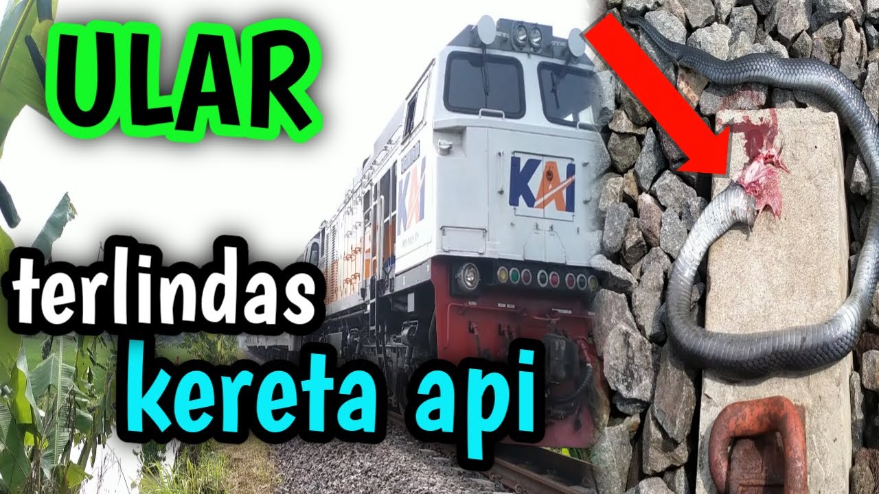 LAGI HUNTING| TIBA TIBA ADA ULAR TERLINDAS - YouTube