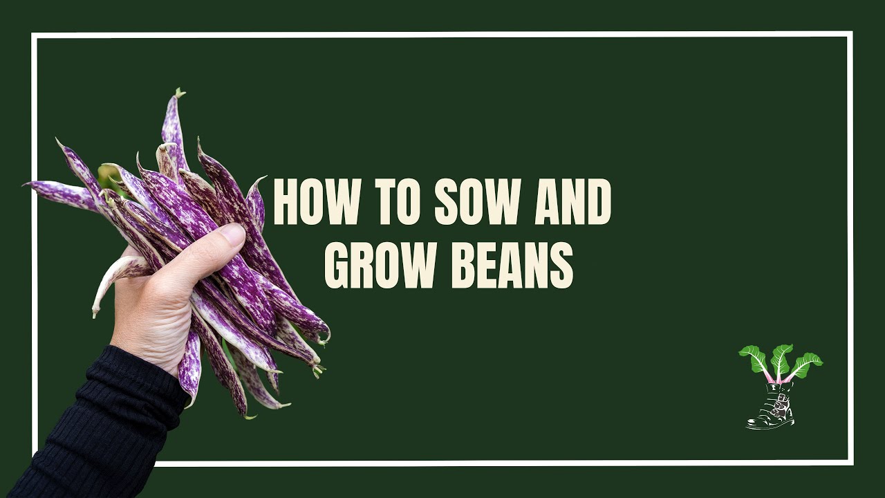 How To Sow and Grow Beans - YouTube