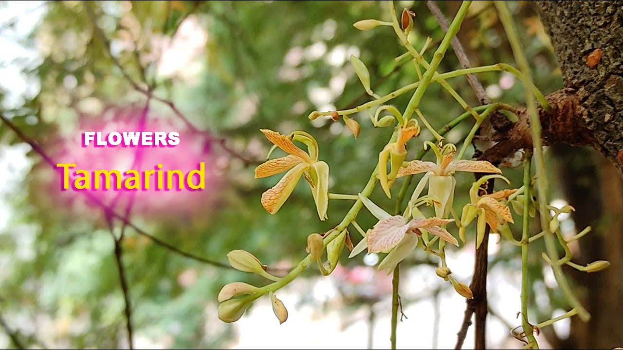 Tamarind Tree Flowers