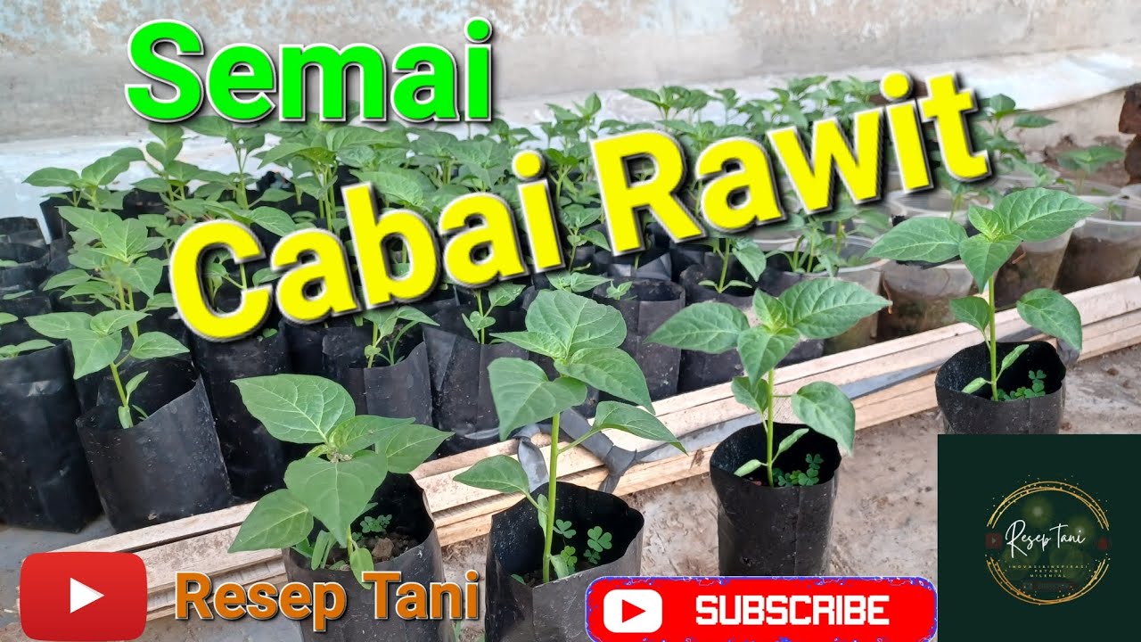 Semai cabe rawit sederhana | menanam cabe di atap rumah #rooftop # ...