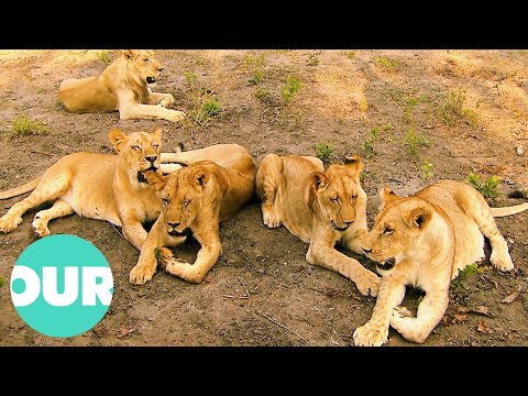 Lions Risk Lives In Thrilling Chase With Buffalo | Lion Country Ep6 | Our World