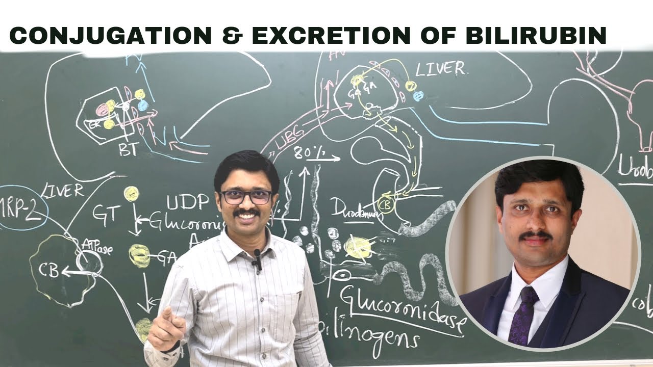 4. Conjugation and Excretion of Bilirubin. Fate of Bilirubin. - YouTube