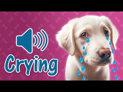🐕 Dog Crying Sound - [ Including Puppies Crying and Whining Noises ]