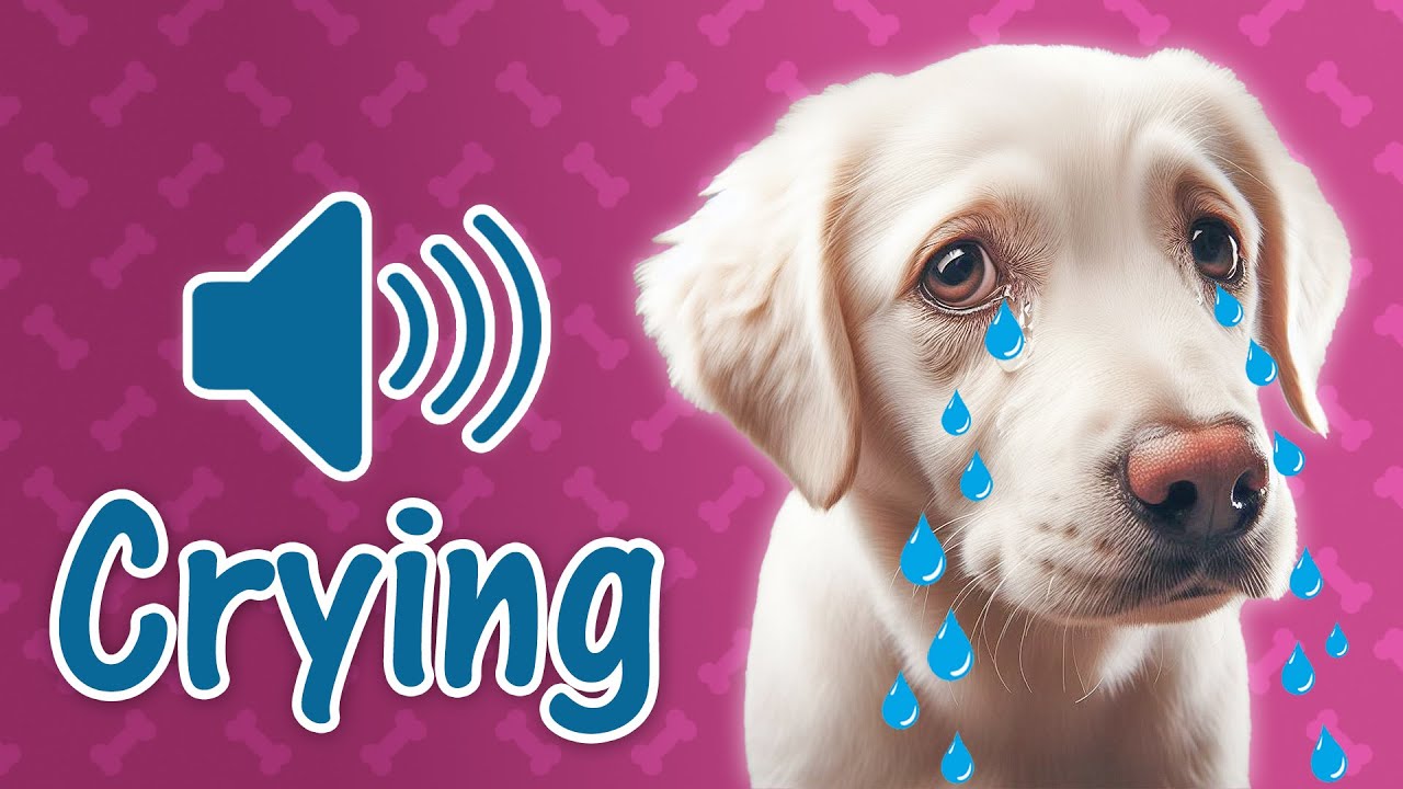 🐕 Dog Crying Sound - [ Including Puppies Crying and Whining Noises ...