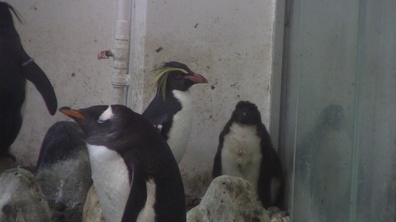 #1-16 Dec 2017 penguin at Adventure world, Japan - YouTube