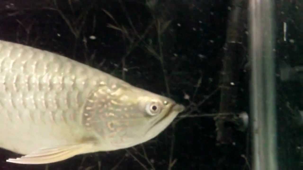 Silver Arowana eats fish - ZOO Lodz in Poland - YouTube