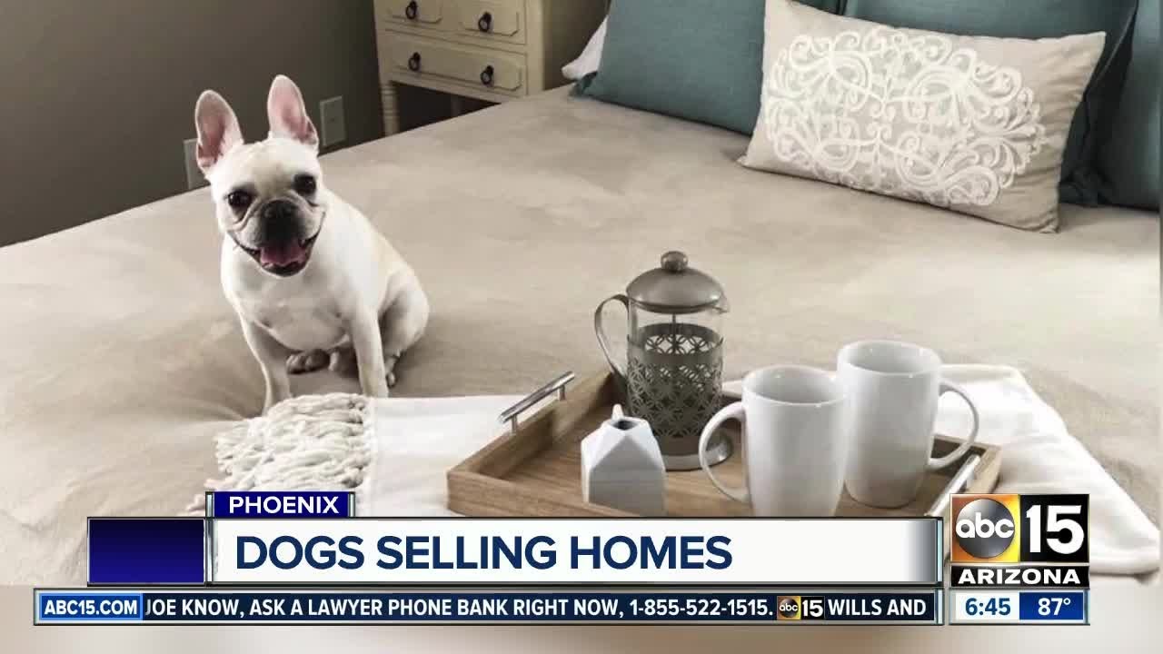 Valley realtor using dogs to help sell homes - YouTube