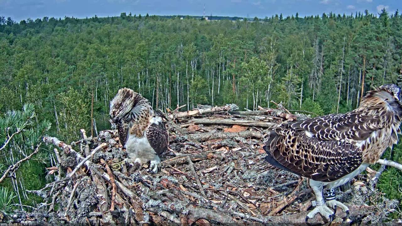 28/07/2016 11:47 LK-kalakotkas CP is hovering over the nest - YouTube
