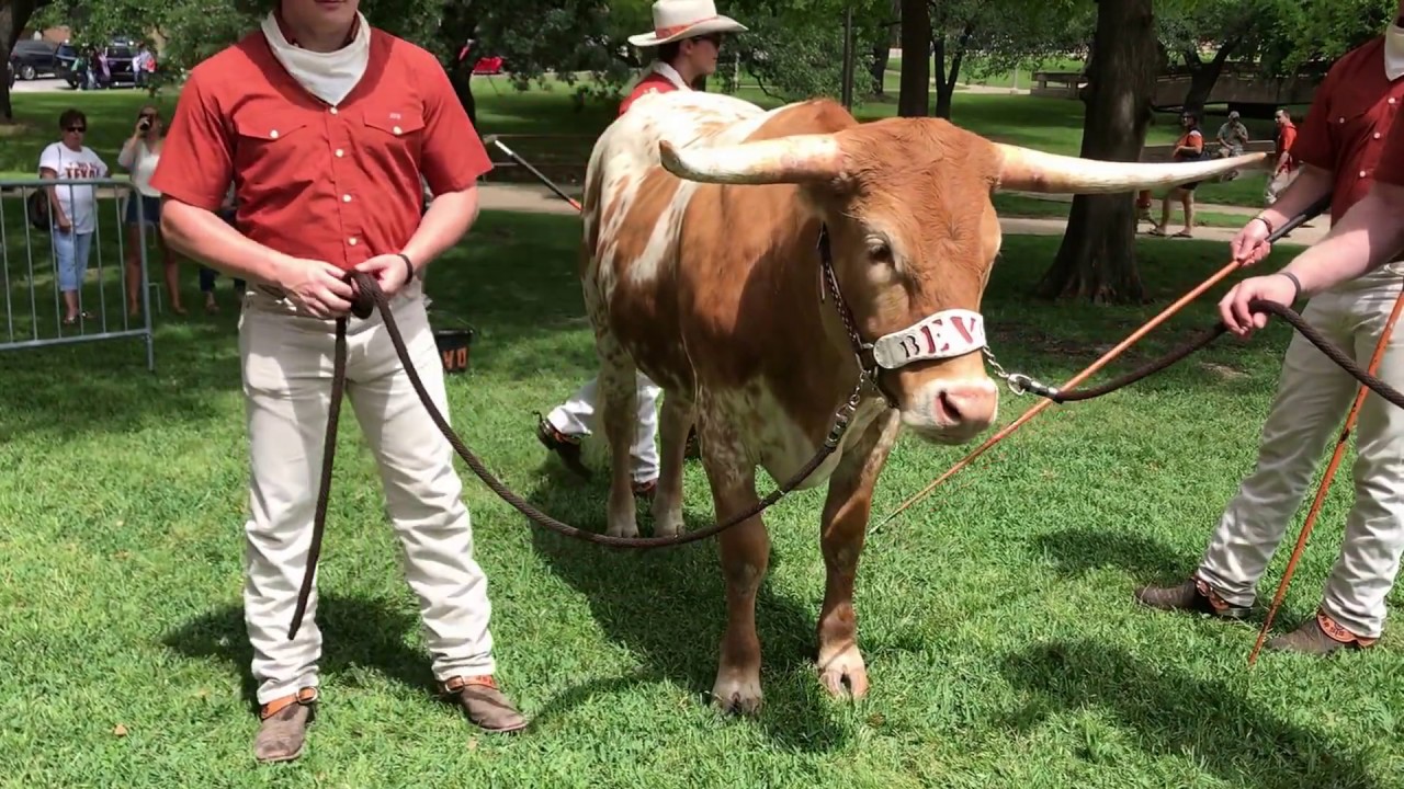 Bevo at the 2017 Spring Game - YouTube