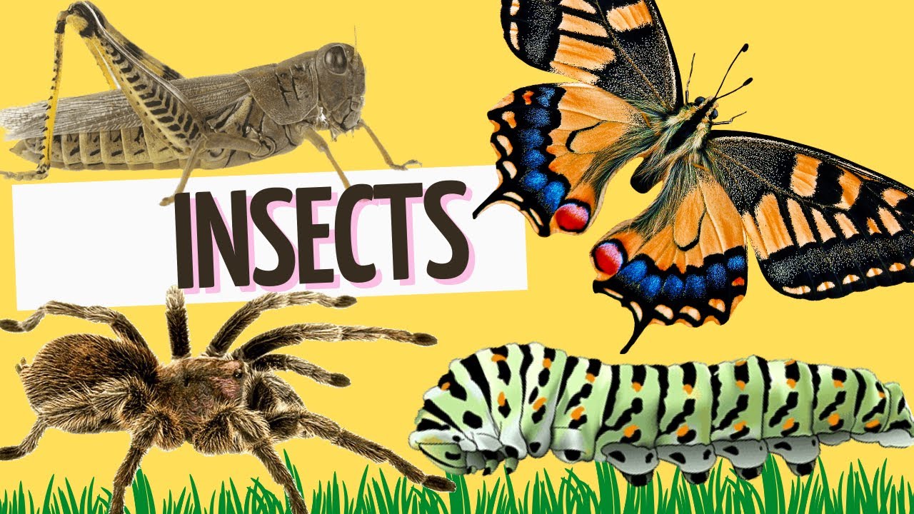 Insects. Insects for toddlers: Bee, Spider, Crickets, Butterfly ...