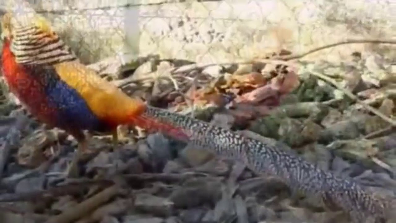Birds Pheasants Pheasant Facts Most Beautiful Pheasants In The World Top Trending Videos